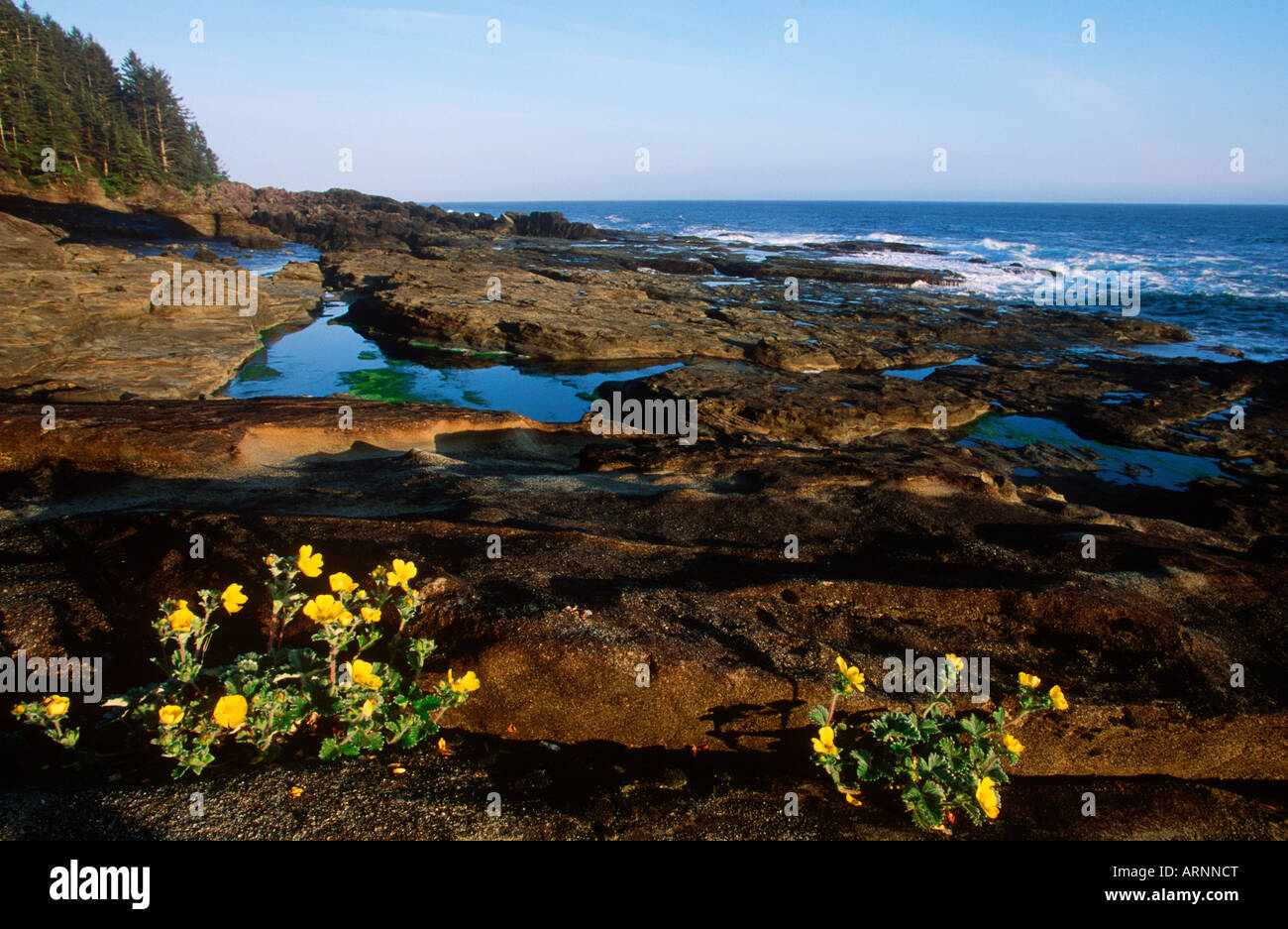 West Coast Trail, Pachena Point, sticky cinquefoil, Vancouver Island ...