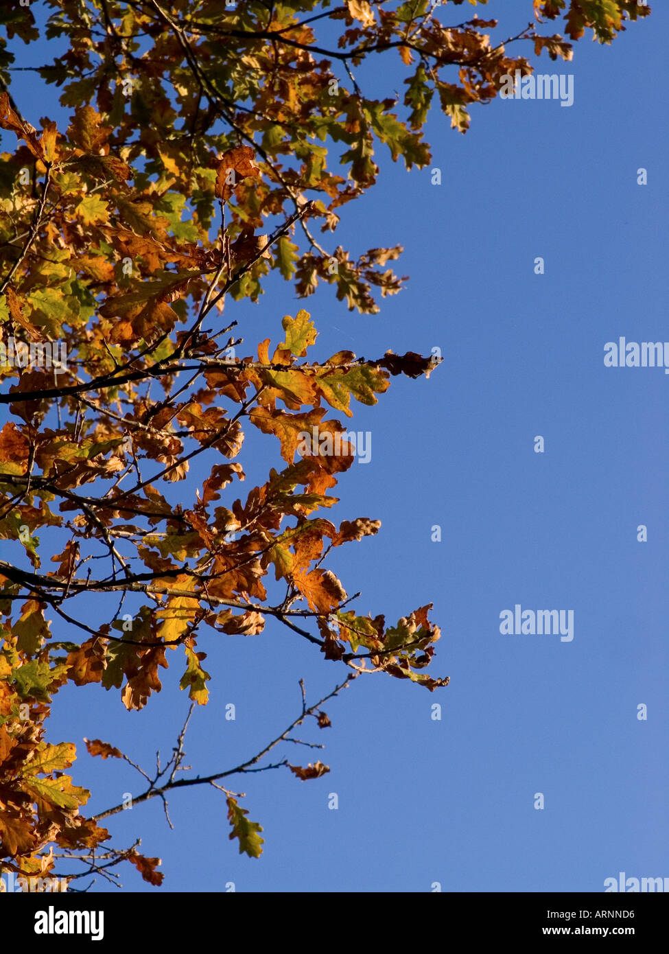 Oak tree in fall colors Backlit Denmark western Jutland Stock Photo - Alamy