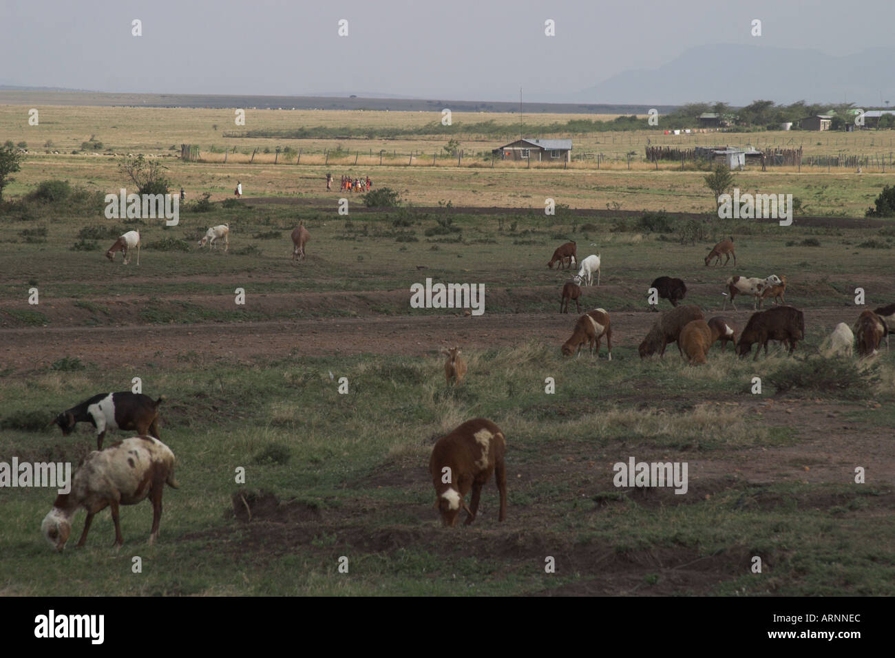 Maasai cattle with herdsmen Stock Photo - Alamy