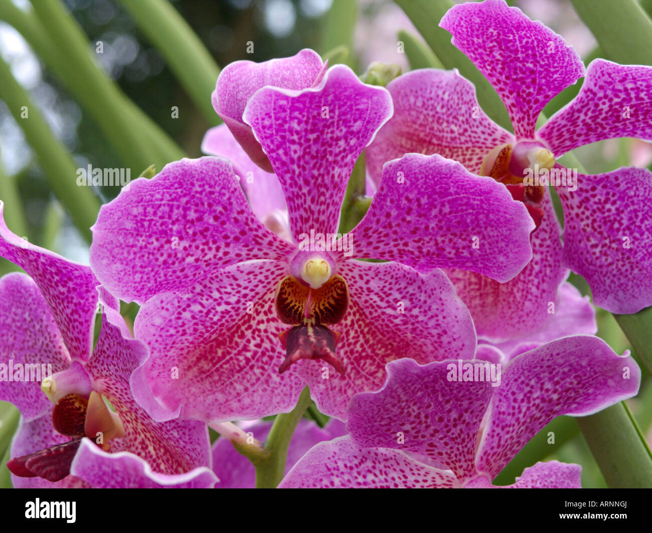 Vanda hi-res stock photography and images - Alamy