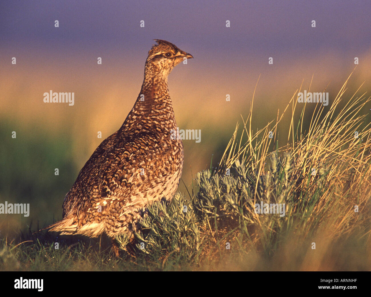 Sharp tailed Grouse Stock Photo - Alamy