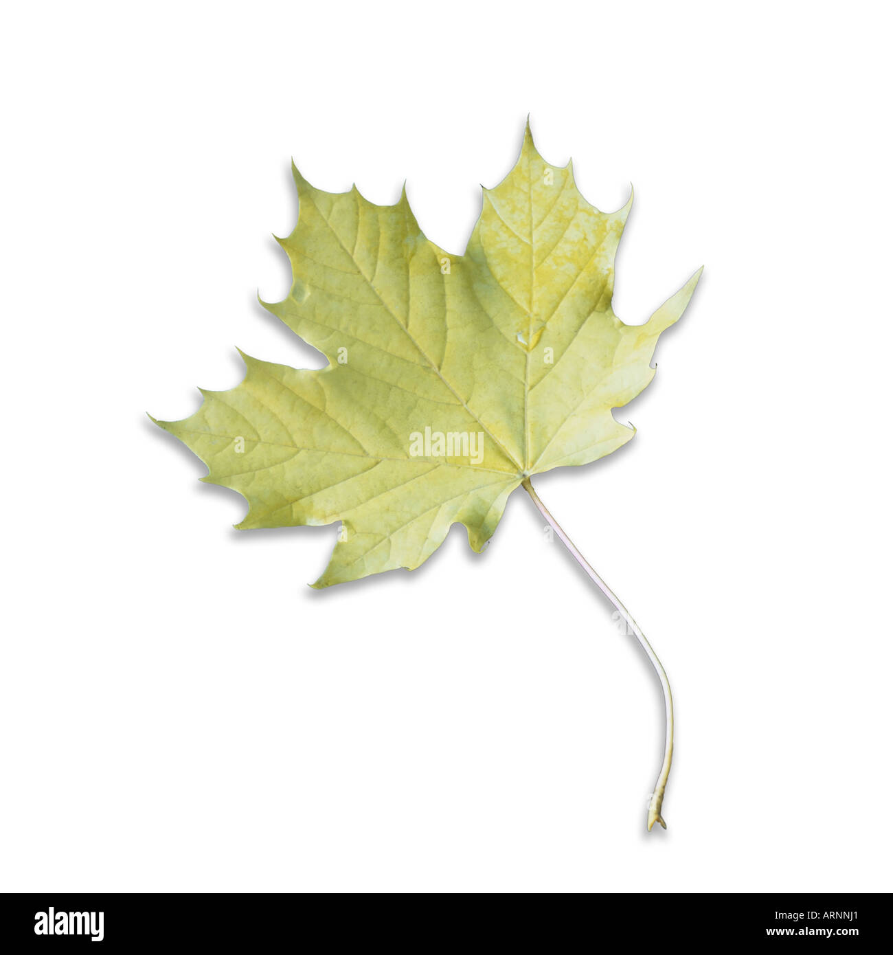 Colourful maple leaf Cut Out Stock Images & Pictures - Alamy