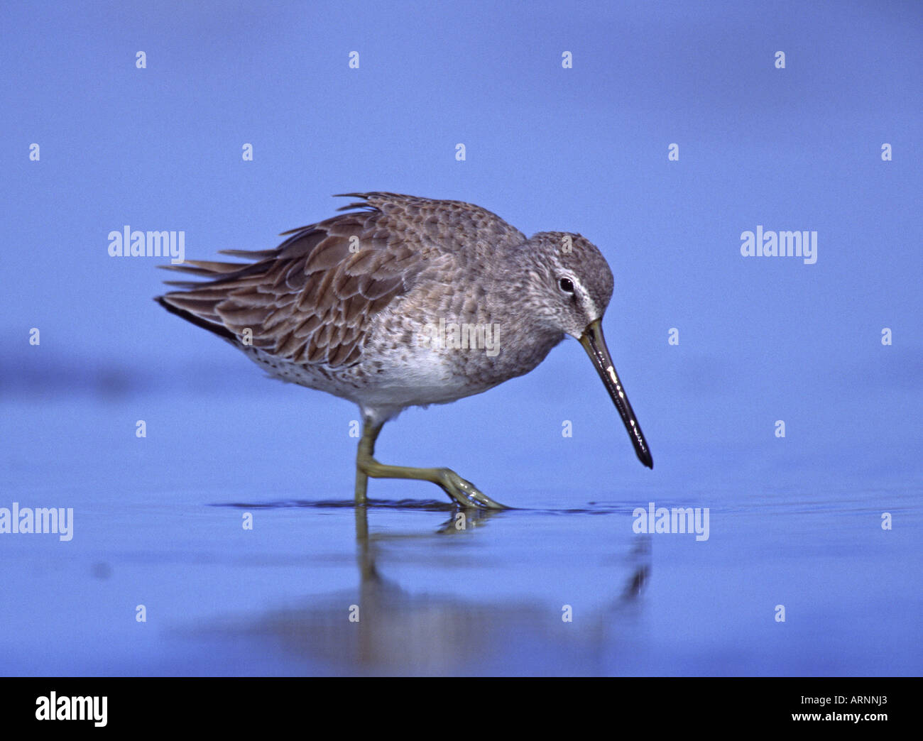 Short billed Dowitcher Stock Photo - Alamy
