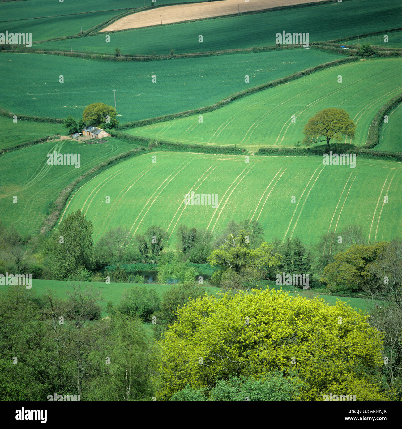 Looking down onto valley farmland field with cereal crops and trees in ...