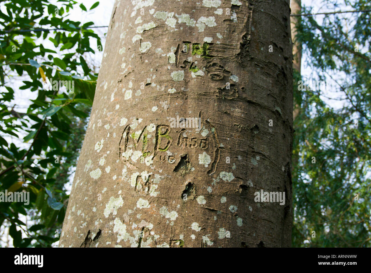Names and Dates inscribed into tree trunk Stock Photo - Alamy