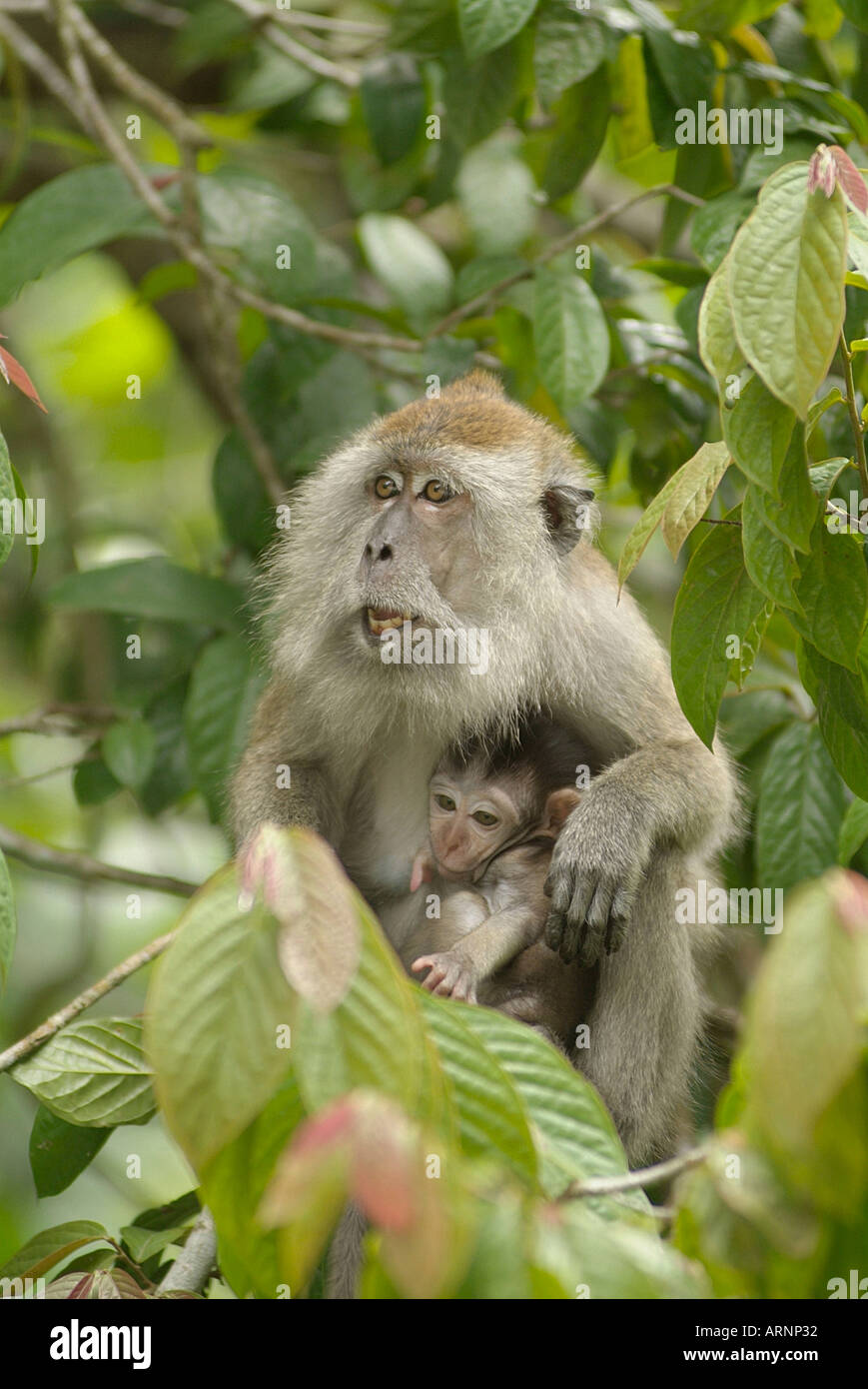 macaque, monkey, with, young, hug, hugging, cudle, cudling, nuture ...