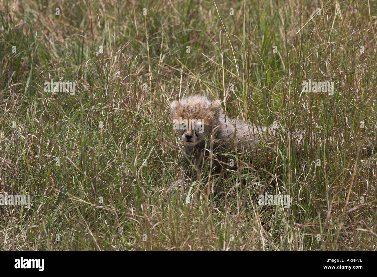 Fluffy cheetah cub hi-res stock photography and images - Alamy