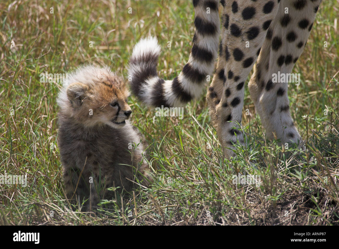 Fluffy Cheetah Cub High Resolution Stock Photography and Images - Alamy