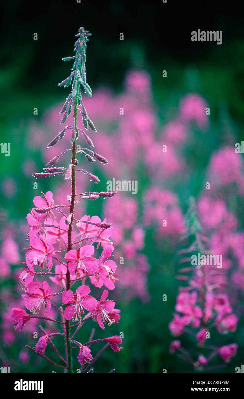 Fireweed, (Epilobium angustifolium) Vancouver Island, British Columbia, Canada Stock Photo - Alamy