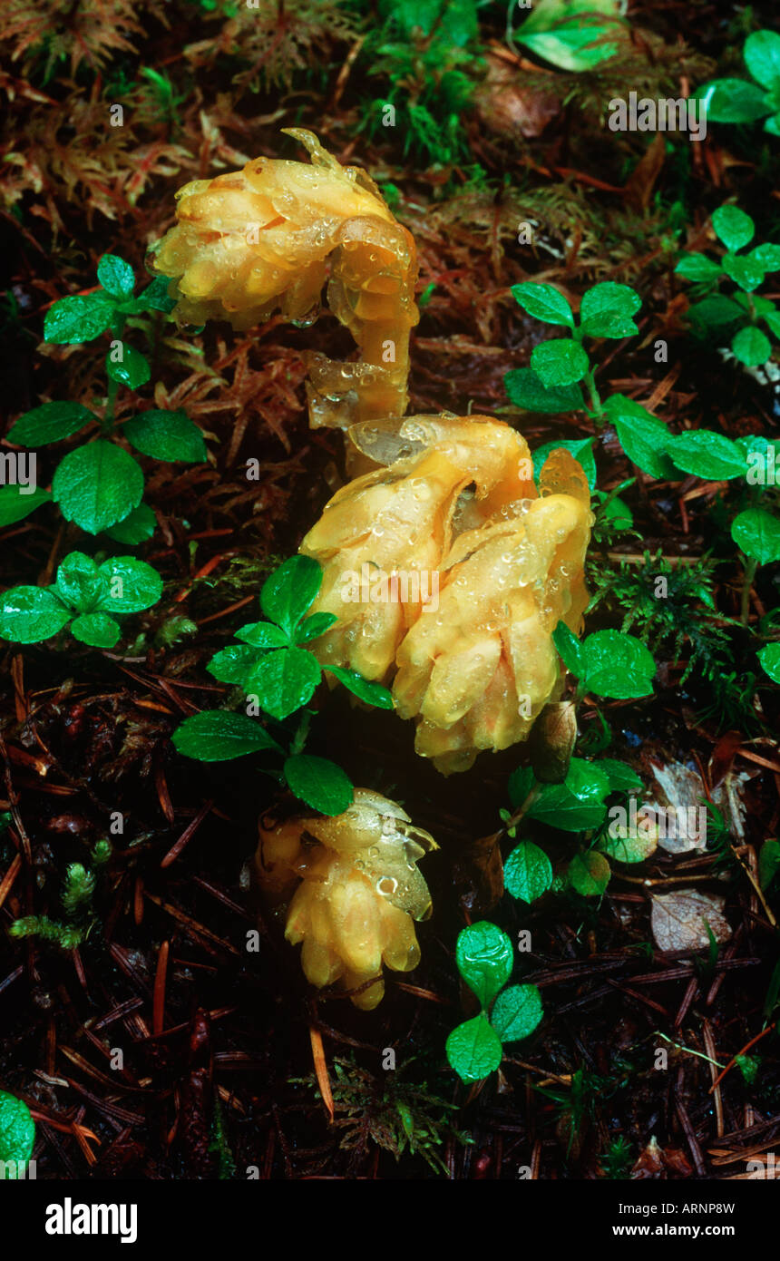 British ecosystem hi-res stock photography and images - Alamy