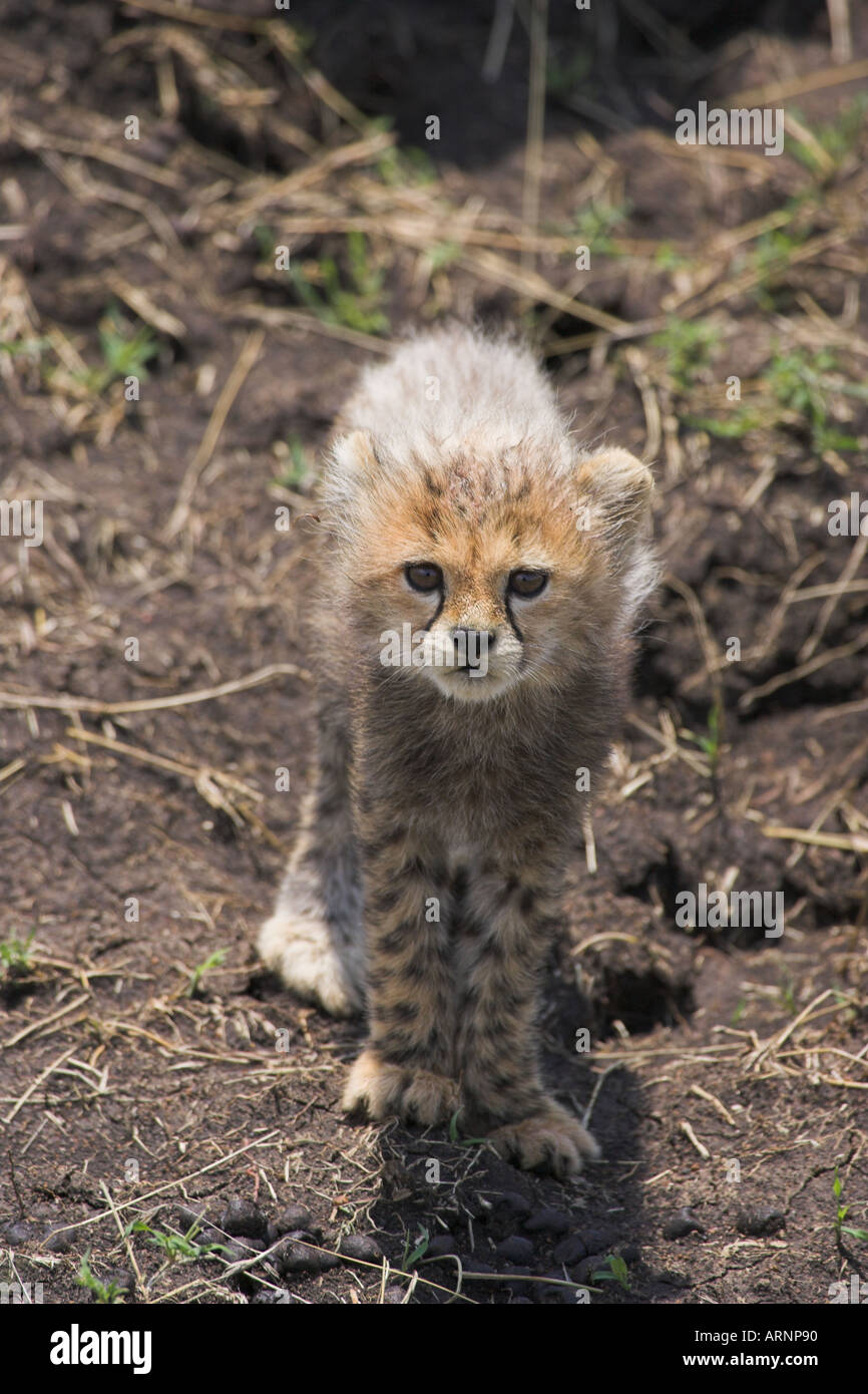 Fluffy Cheetah Cub High Resolution Stock Photography and Images - Alamy