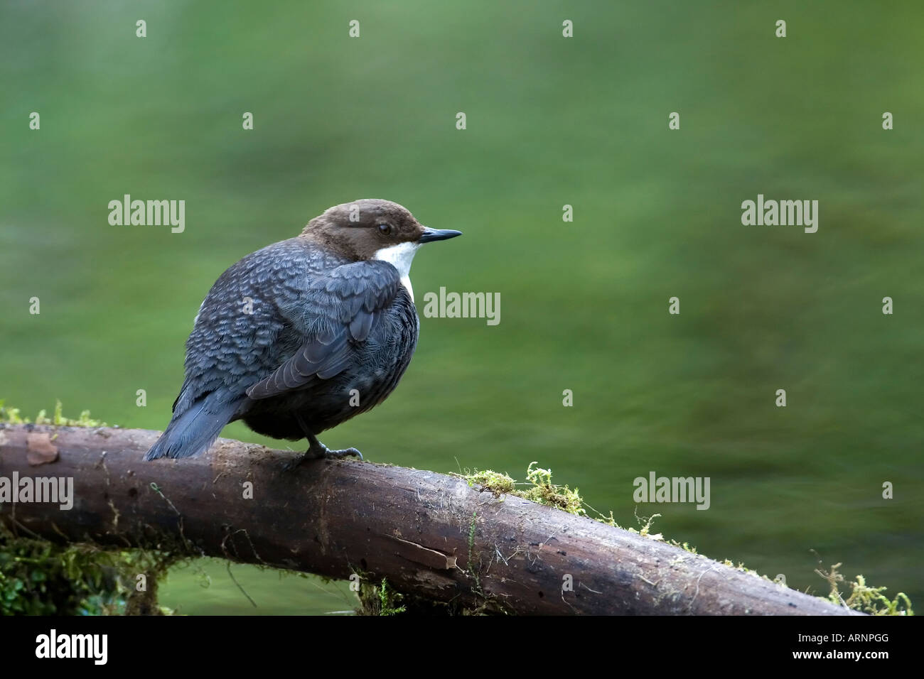 Dipper family hi-res stock photography and images - Alamy