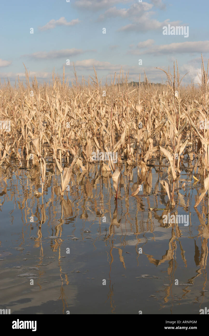 Flooded cornfield hi-res stock photography and images - Alamy