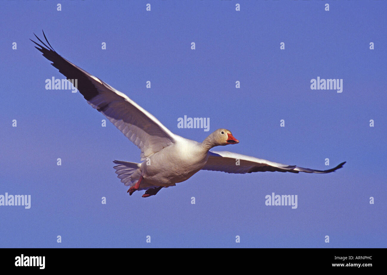 Snow Goose in Flight Stock Photo - Alamy