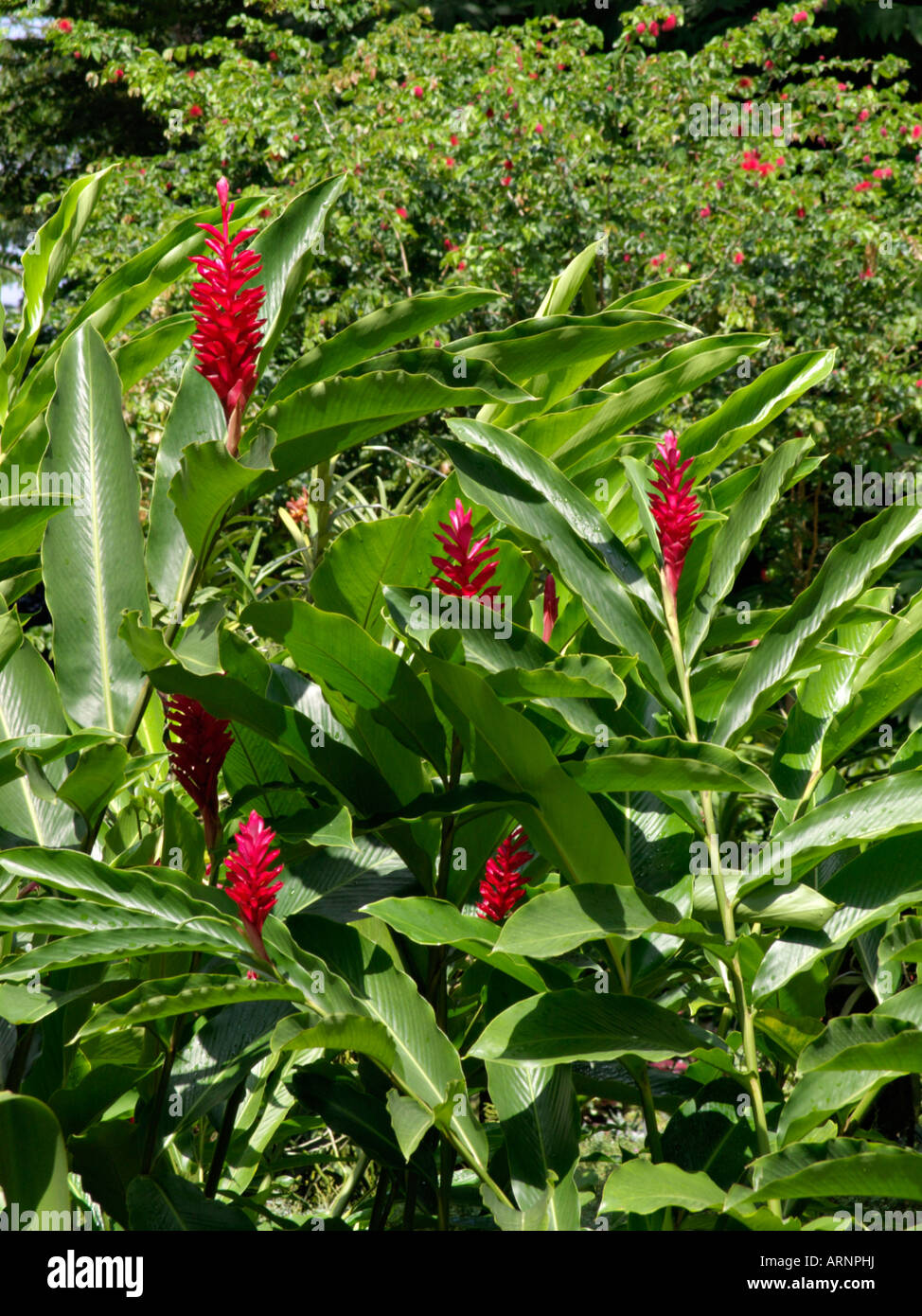 Red ginger (Alpinia purpurata Stock Photo - Alamy