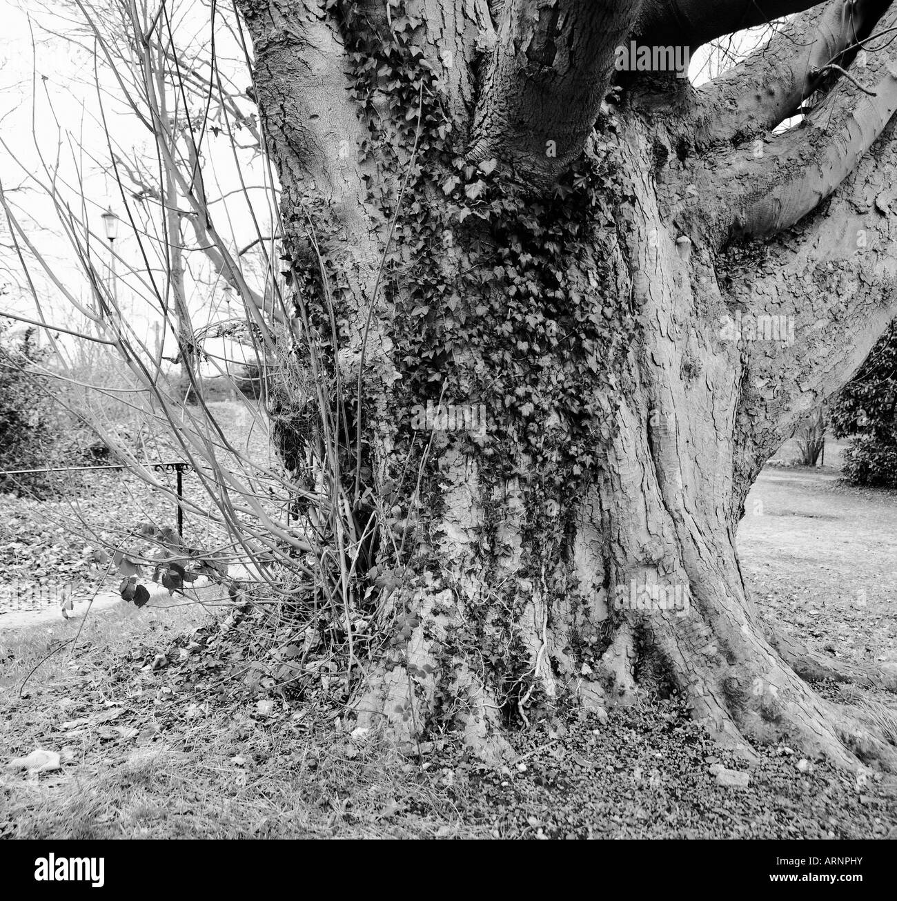 Old coppice tree Black and White Stock Photos & Images - Alamy