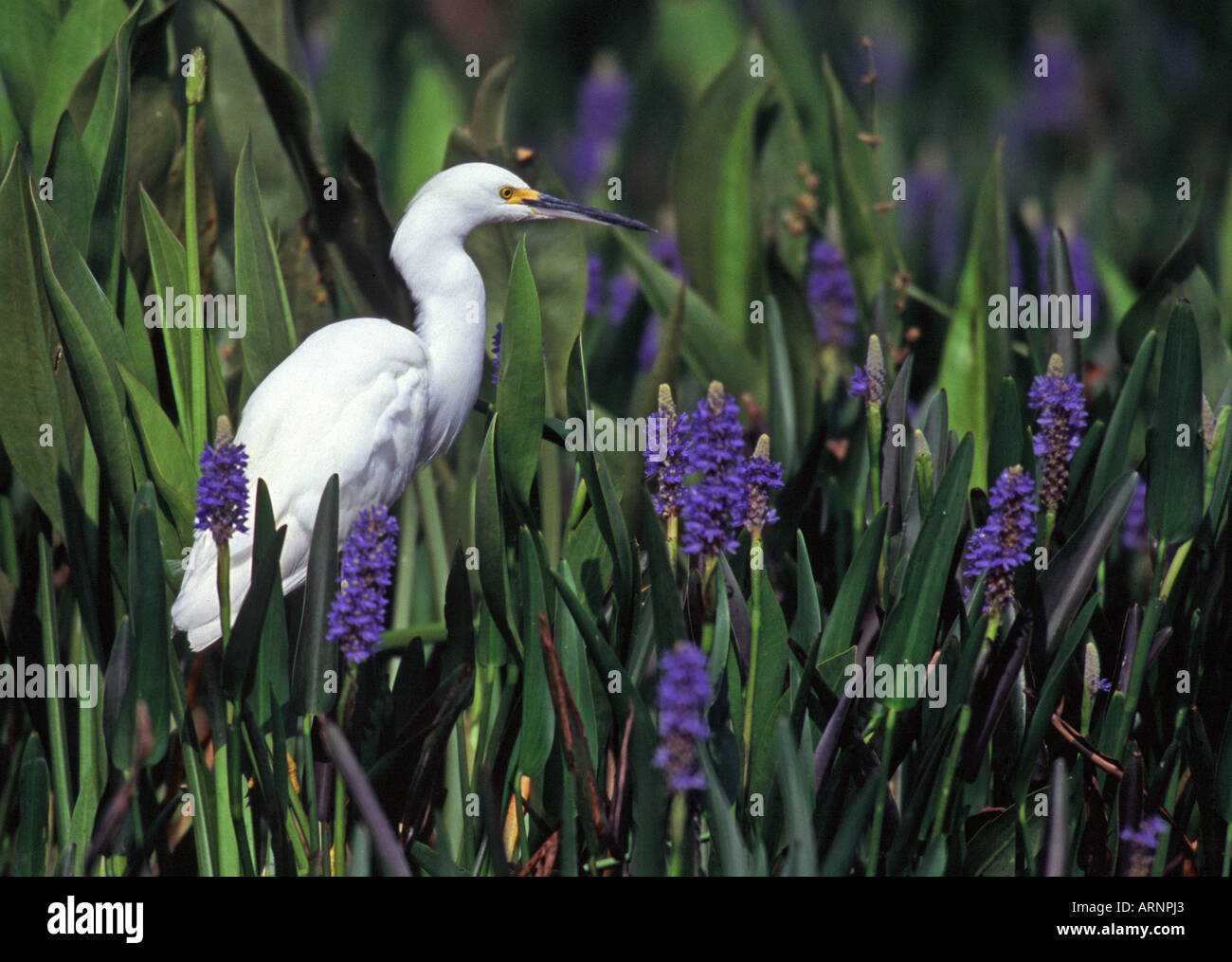Snowy Egret in Purple Wildflowers Stock Photo - Alamy