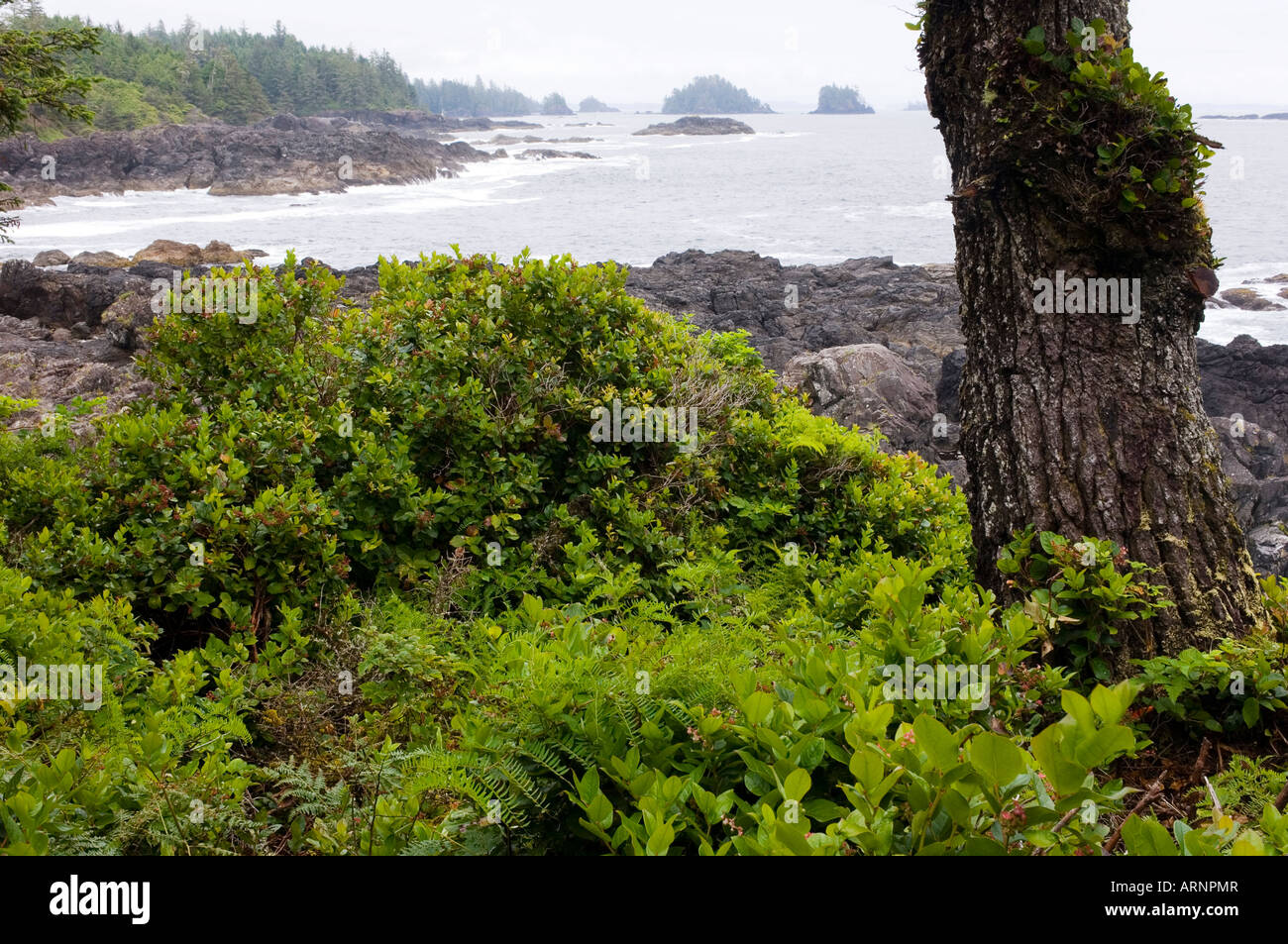 Wild pacific trail at Ucluelet, Amphritite Point lighthouse, Vancouver ...