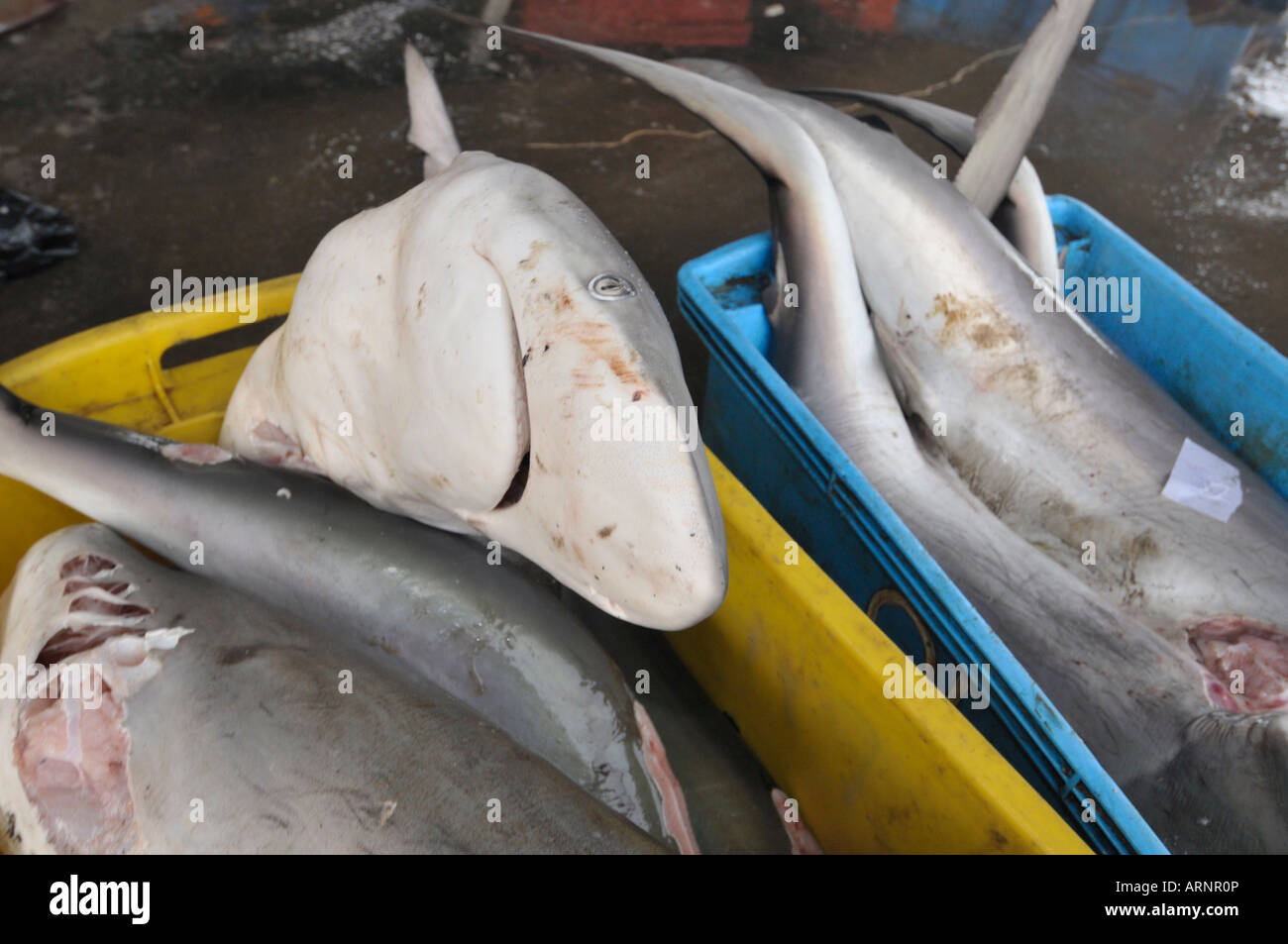 Fish or Wet Market in Kota Kinabulu capital of Sabah Northern Borneo ...