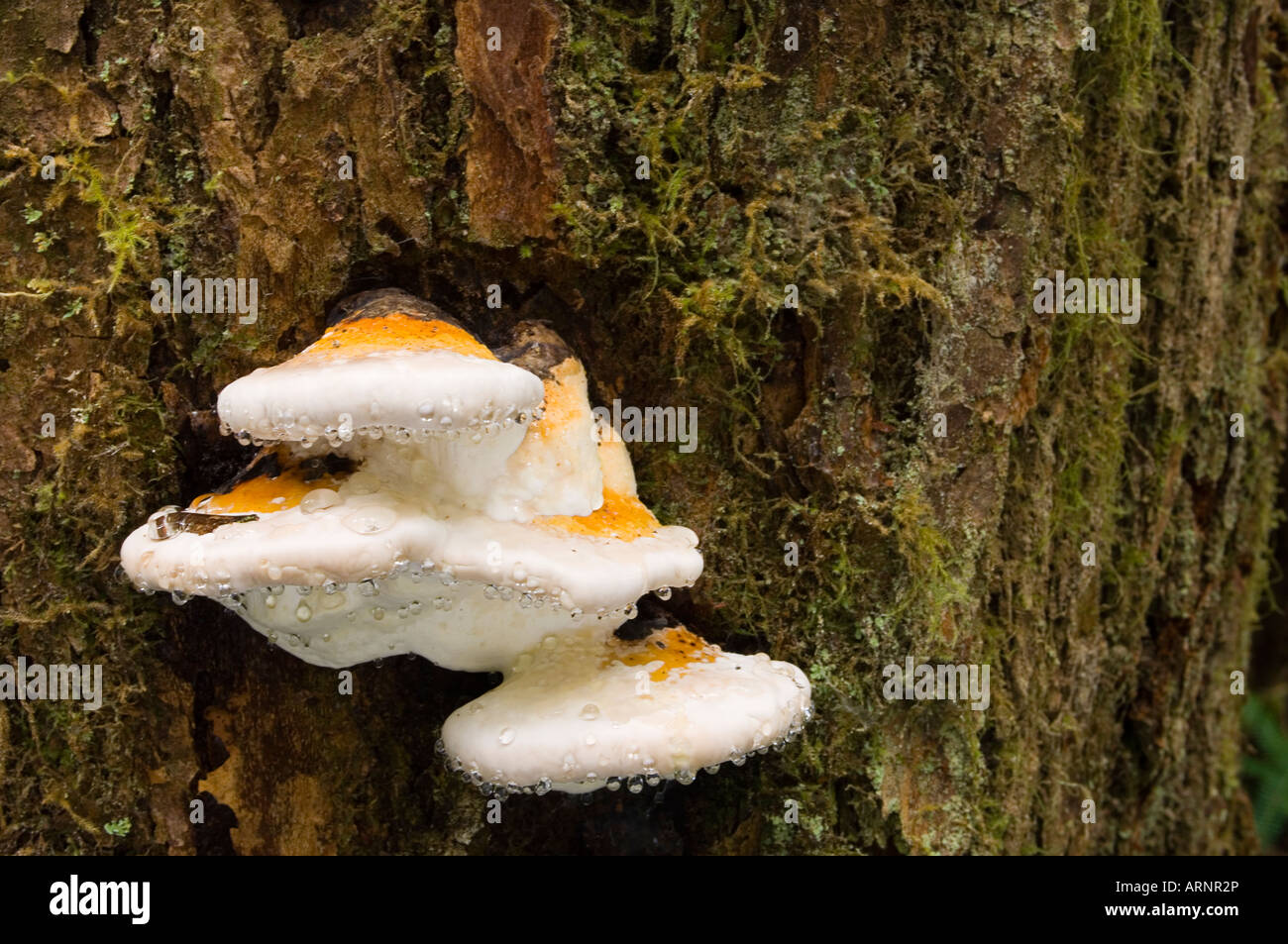 Fungus on rotting tree on rainforest trail at Pacific Rim National Park ...