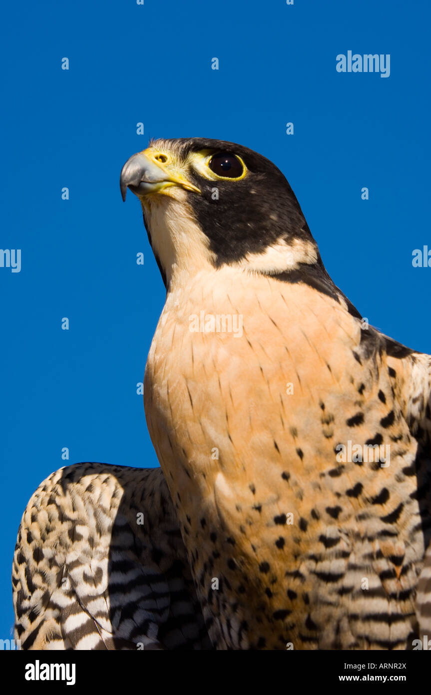 Peregrine Falcon, Falco peregrinus, Vancouver Island, British Columbia ...