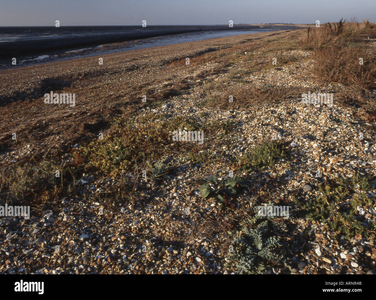 Shingle Beach Snettisham RSPB Reserve Norfolk UK Stock Photo - Alamy