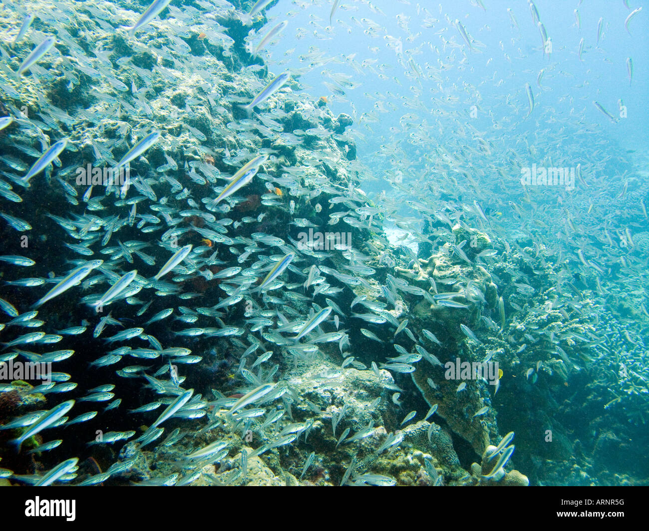 Fish of the andaman islands hi-res stock photography and images - Alamy