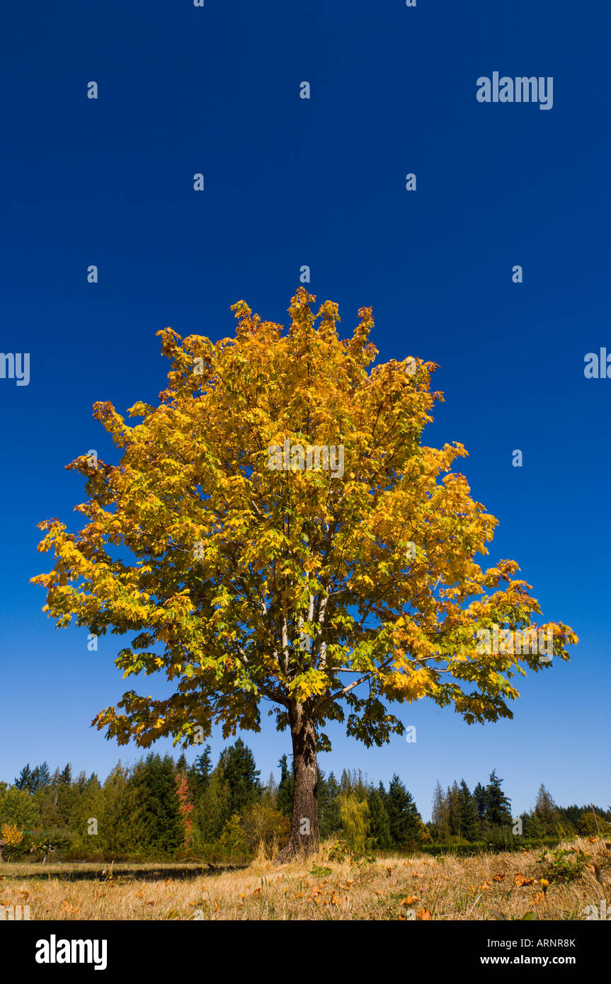 One big maple autumn leaf hi-res stock photography and images - Alamy