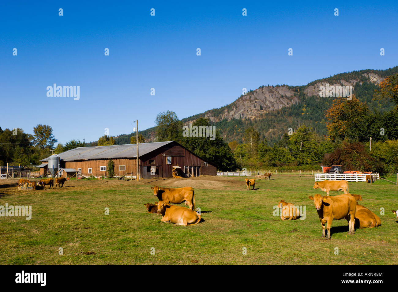 Farm with cattle, Cowichan Bay, Vancouver Island, British Columbia ...