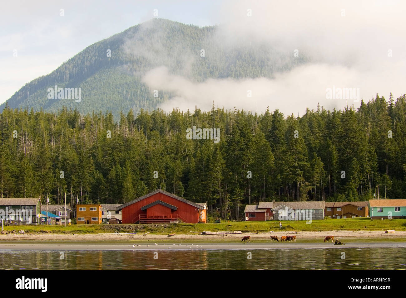 cattle on beach, Opitsat First Nations Village, near Tofino, Vancouver ...