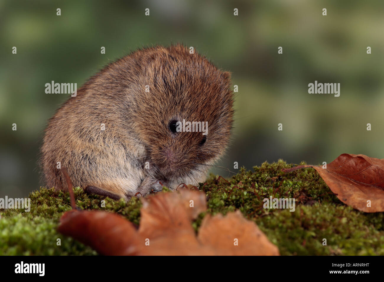 Microtus agrestis uk england hi-res stock photography and images - Alamy