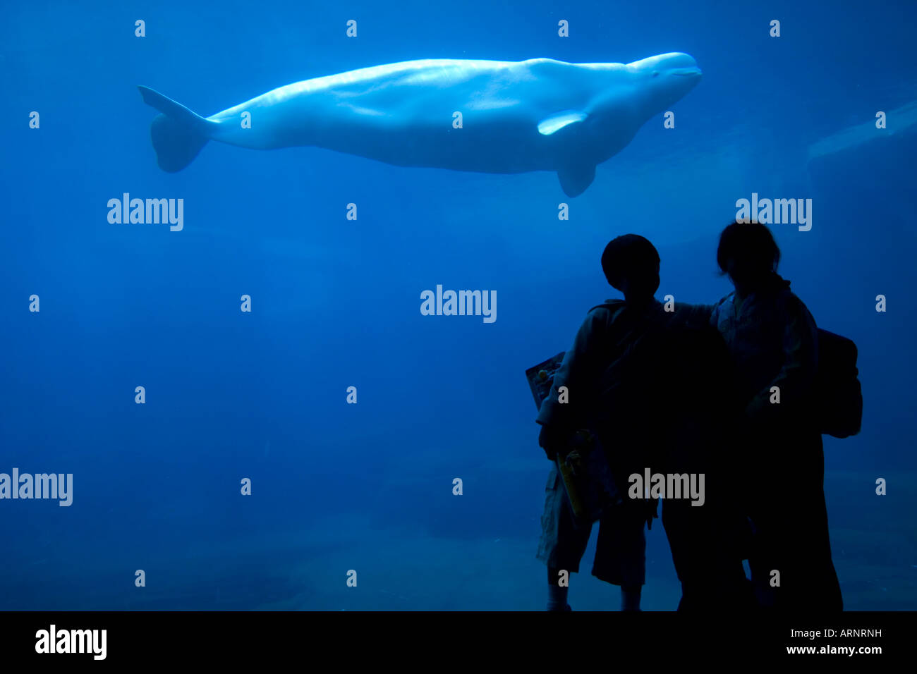 People watching beluga whales hi-res stock photography and images - Alamy