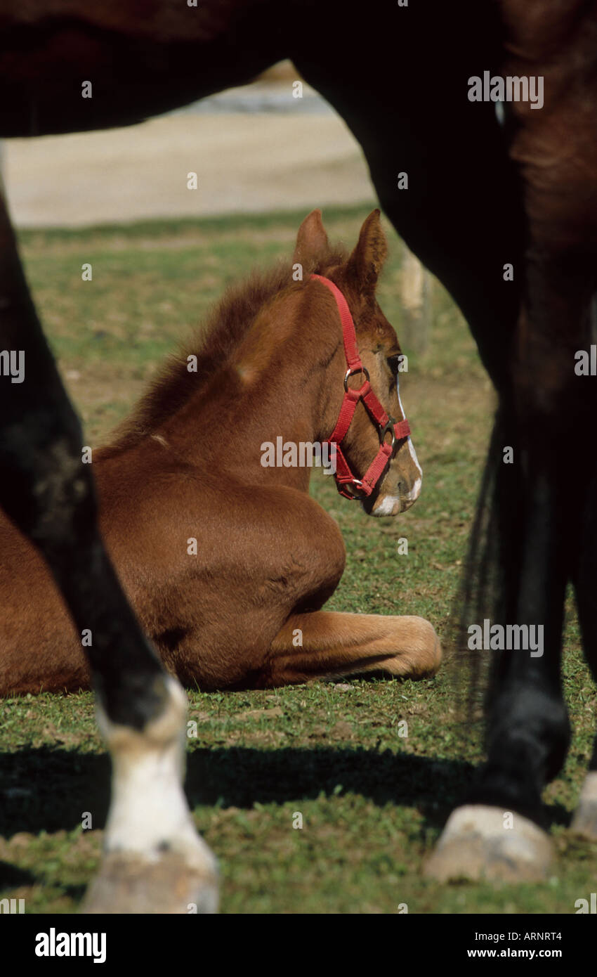 Sitting behind horse hi-res stock photography and images - Alamy