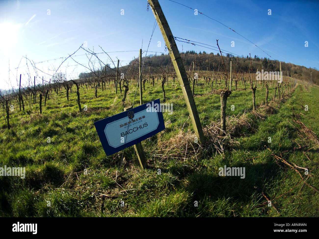 bacchus grapes denbies vineyard early spring surrey england Stock Photo ...