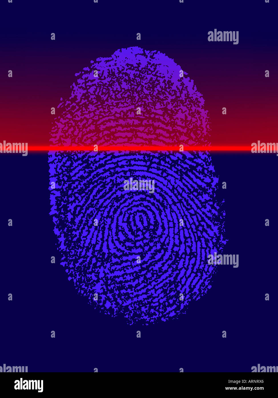 A digital security scan of a fingerprint to confirm identity Stock ...
