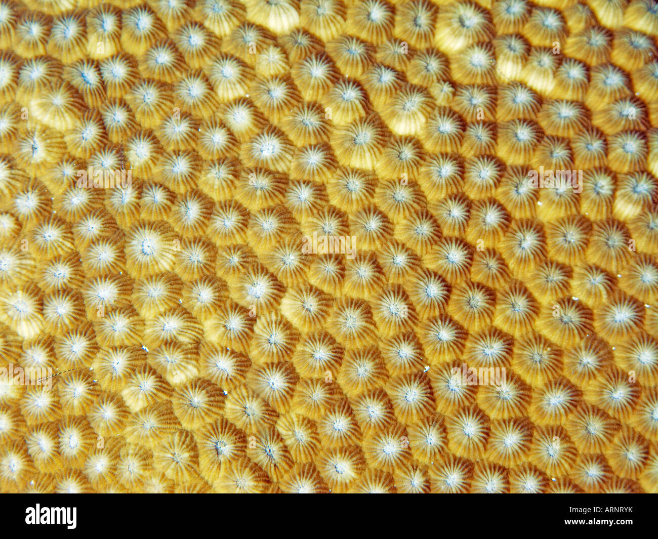 Diploastrea helipora hi-res stock photography and images - Alamy
