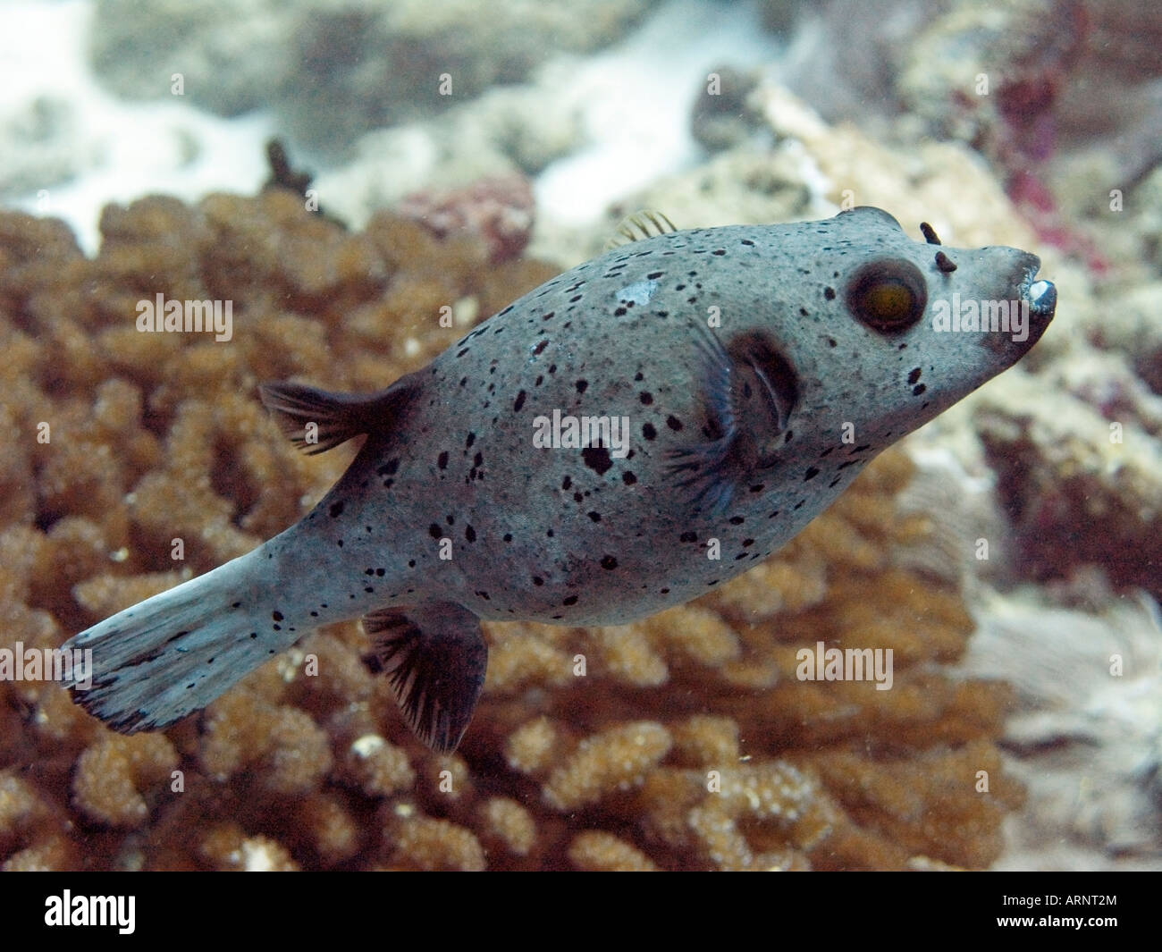 Puffer fish January 2008, Similan islands, Andaman sea, Thailand Stock ...