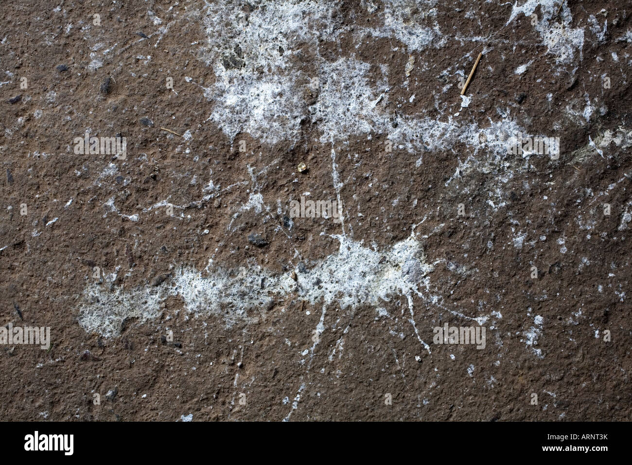 barn owl Tyto alba faeces Stock Photo - Alamy