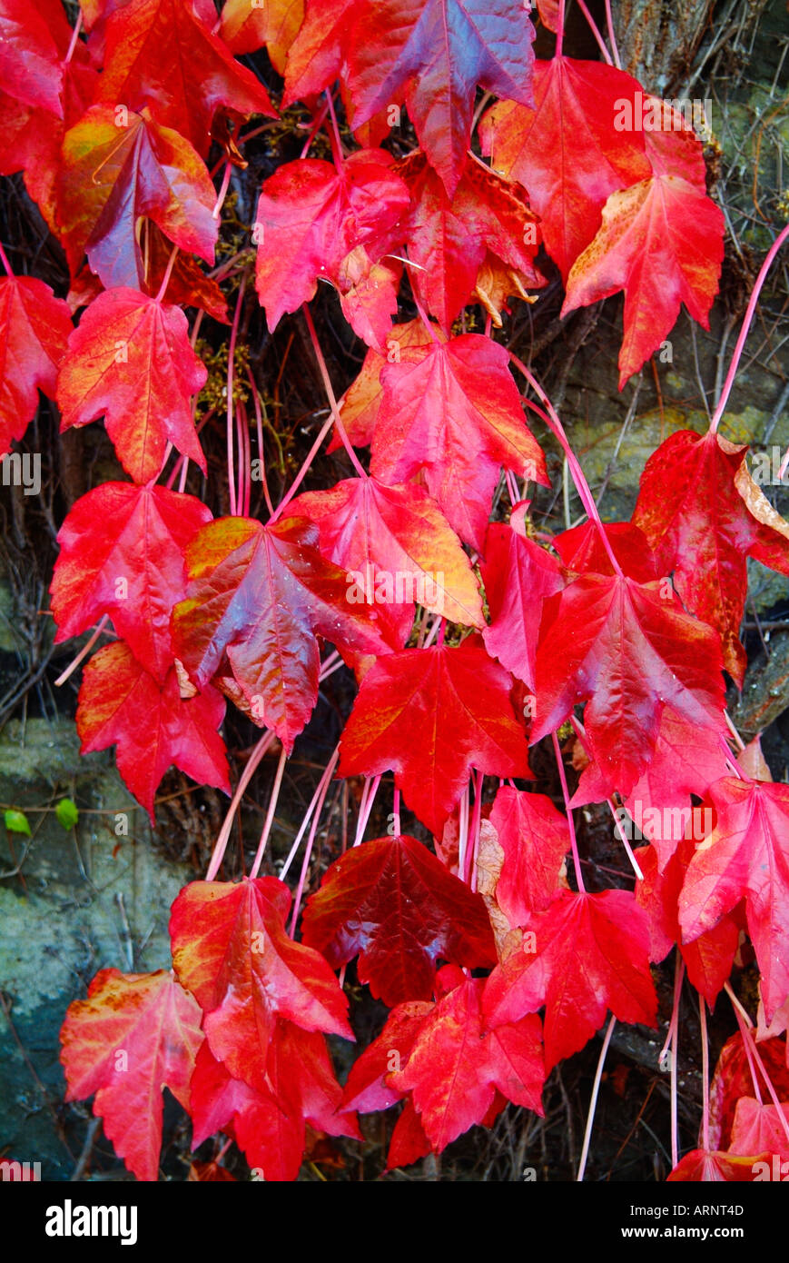 Ivy turning red in autumn Stock Photo - Alamy