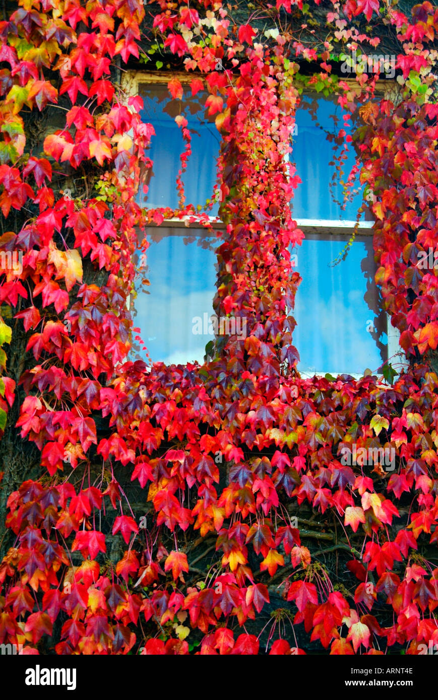 Ivy plant turning red hi-res stock photography and images - Alamy