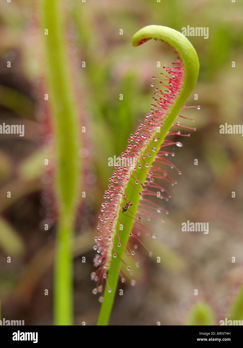 Cape sundew (Drosera capensis Stock Photo - Alamy