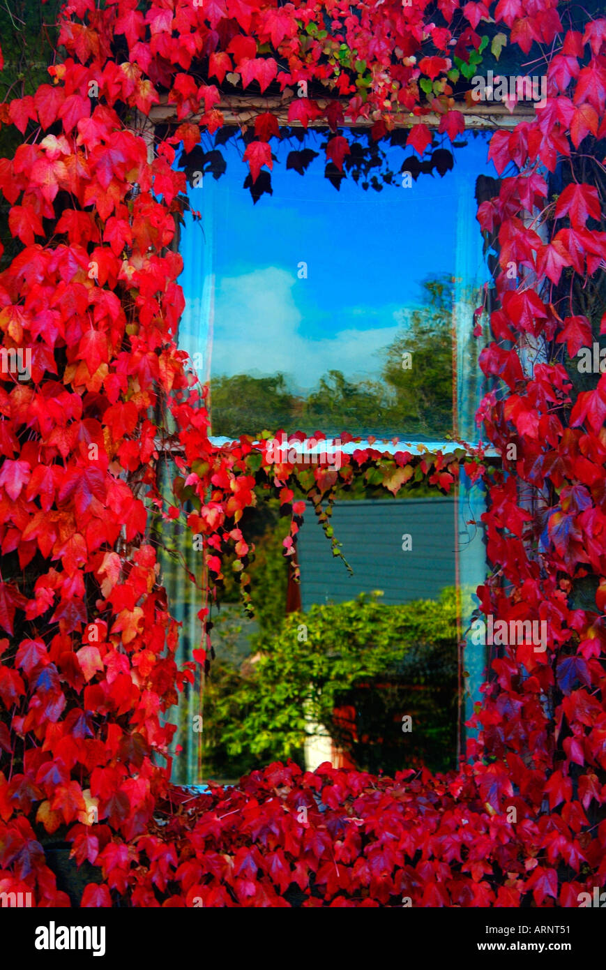 Ivy plant turning red hi-res stock photography and images - Alamy