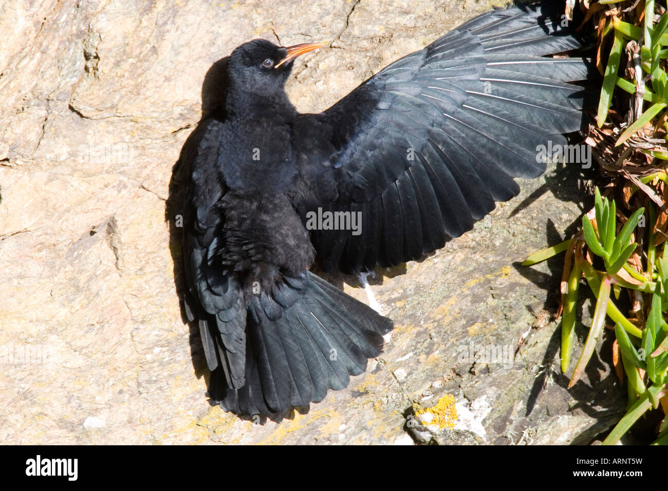 chough sunbathe cornwall lizard Stock Photo - Alamy