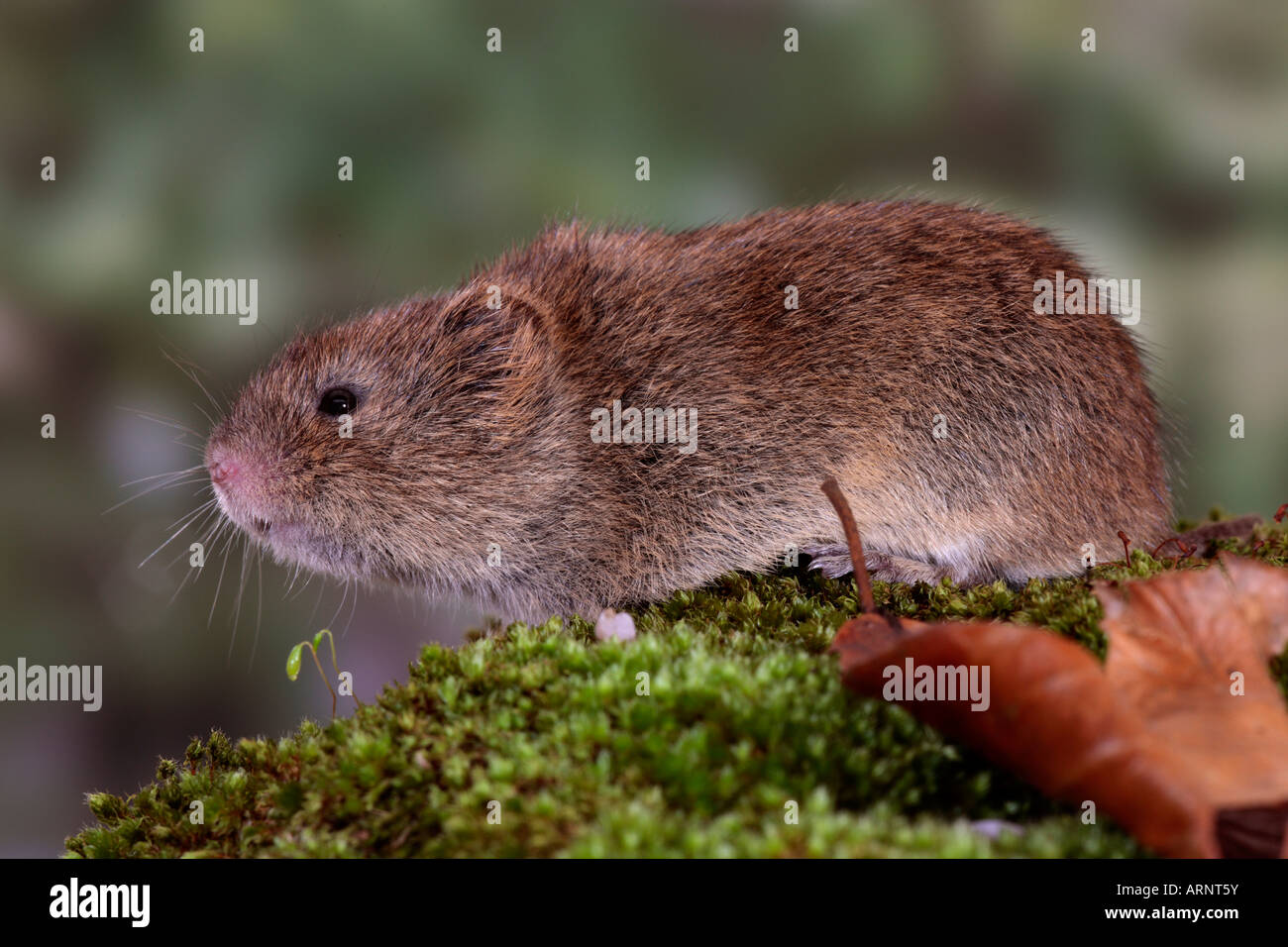 Short tailed vole Microtus agrestis close up Potton Bedfordshire Stock ...