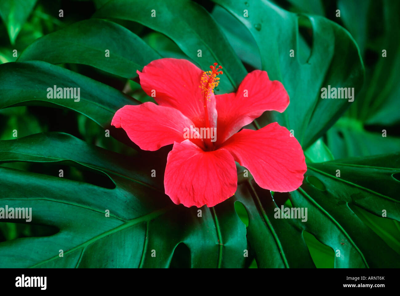 One large flower hi-res stock photography and images - Alamy