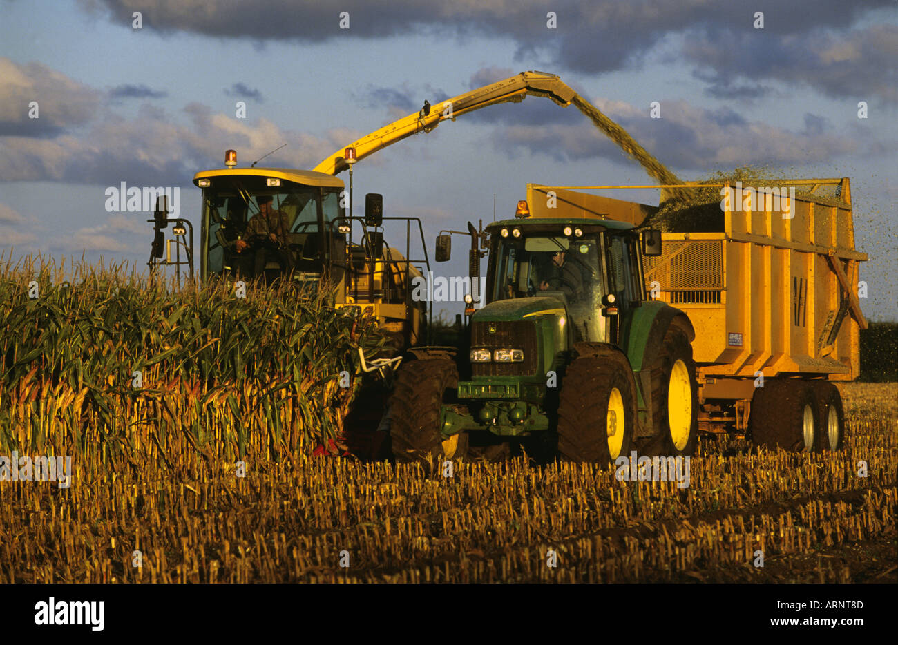 Maize being harvested to make silage for animal feed on a farm in ...