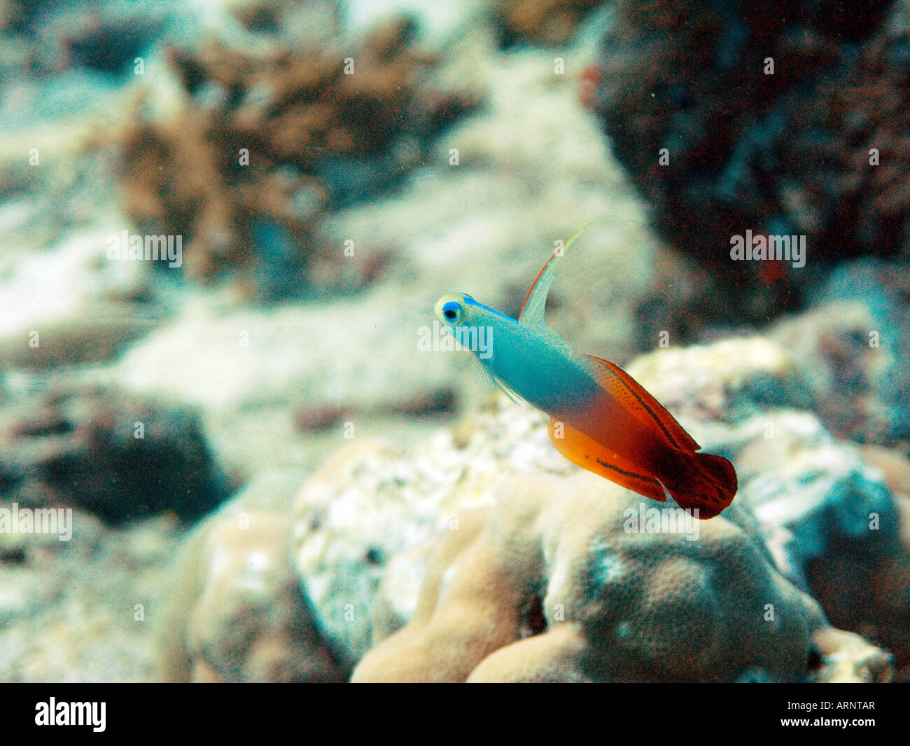 Fire dartfish, Nemateleotris magnifica Januari 2008, Similan islands ...