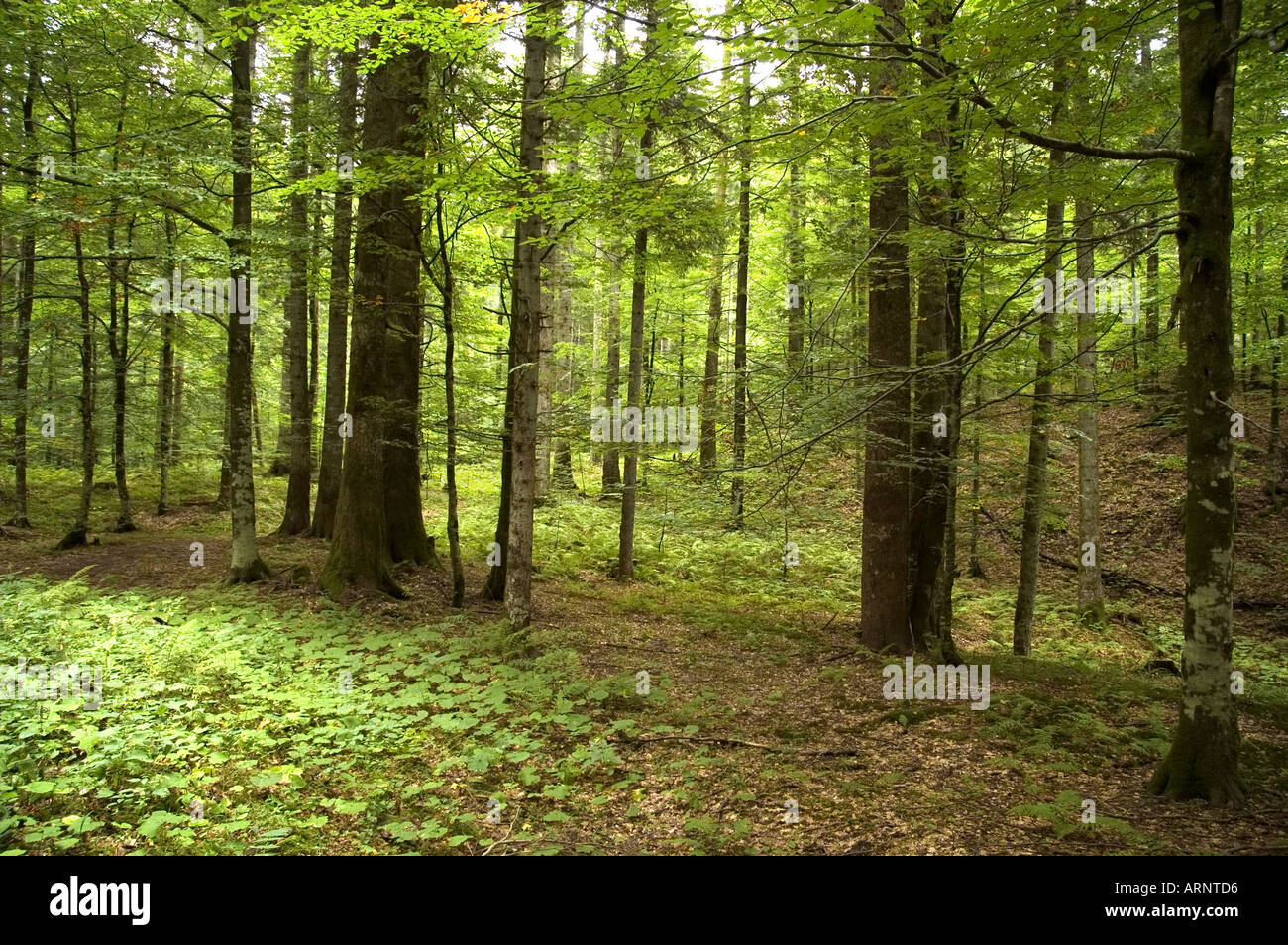 risnjak national park forest wood - croatia Stock Photo - Alamy