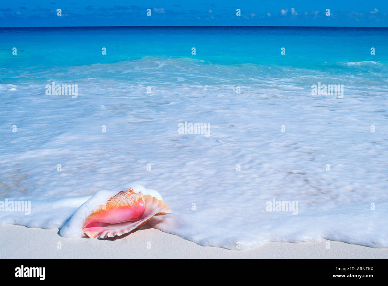 Mexico, Yucatan Peninsula, Carribean beach at Cancun, conch shell on ...