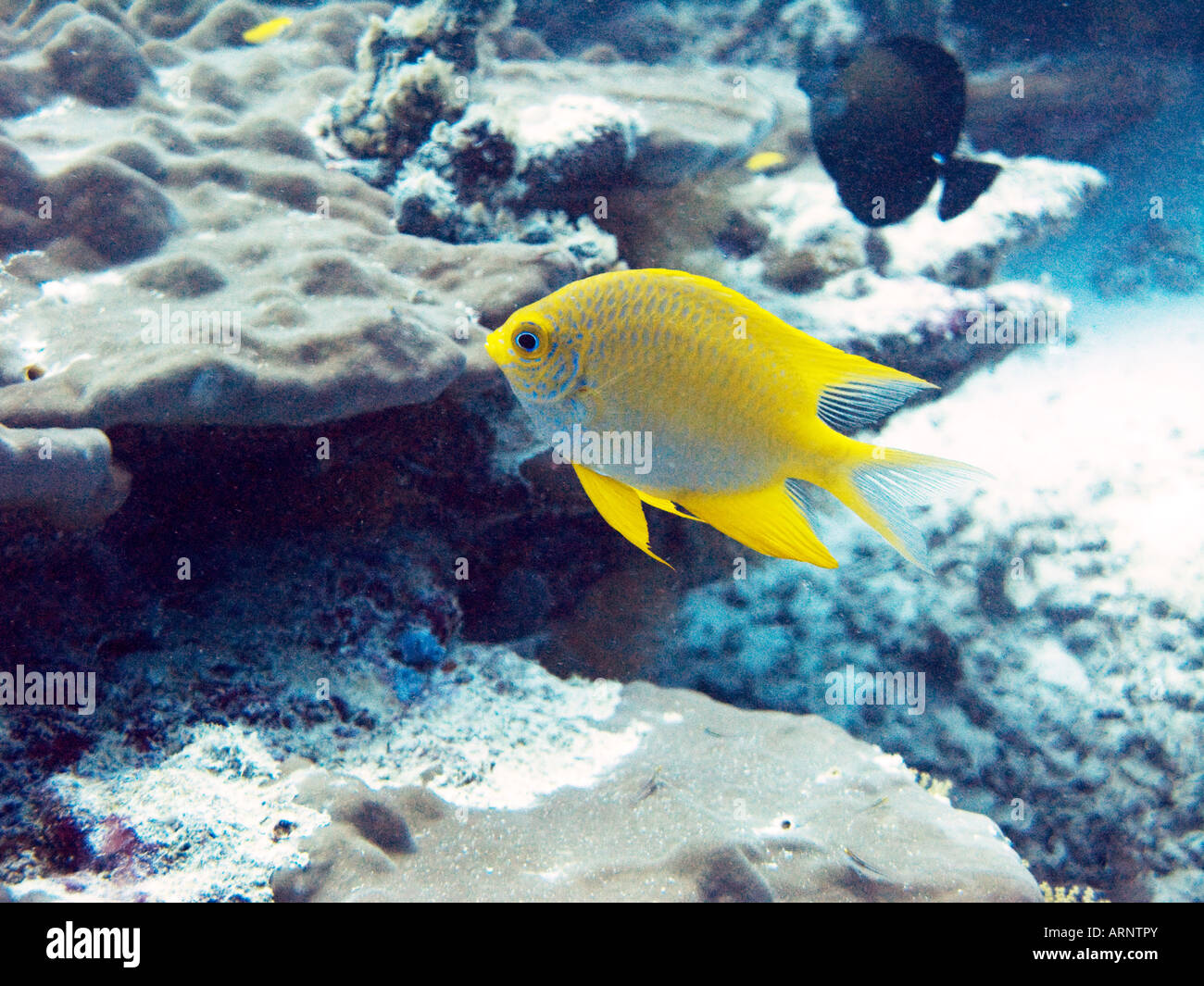Golden damsel, Amblyglyphidodon aureus against coral January 2008 ...